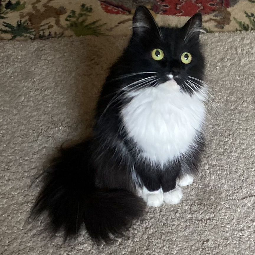 Взрослая кошка в добрые руки