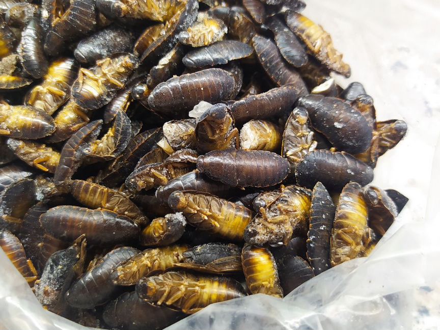 Тараканы мраморные