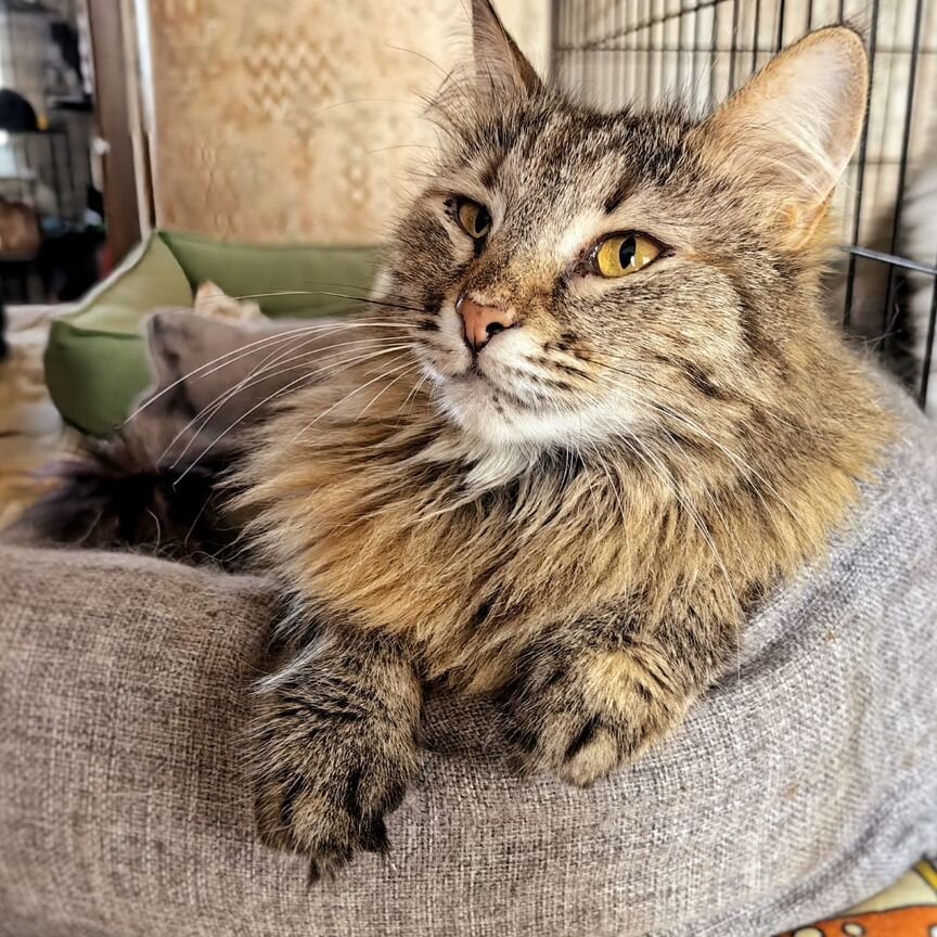 Кошечка для опытного котовладельца