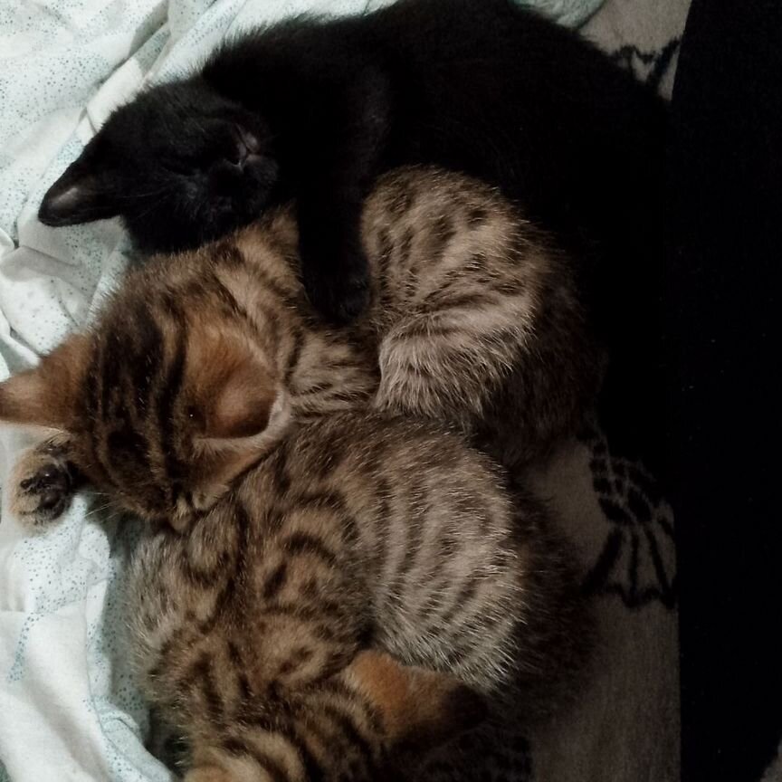 Котята от бенгальской кошки