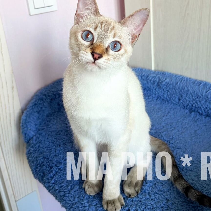 Тайский котёнок