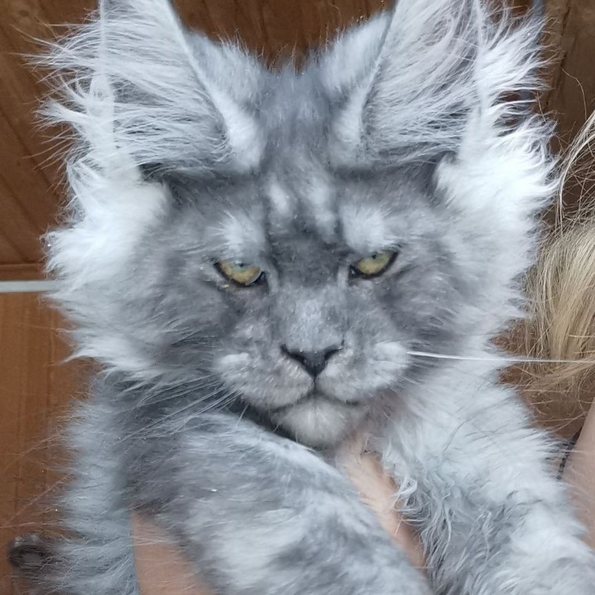 Котята мейн-кун