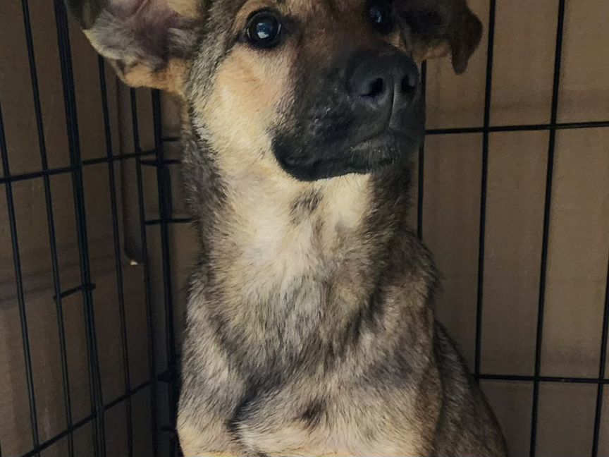 Щенок девочка Нора в добрые руки