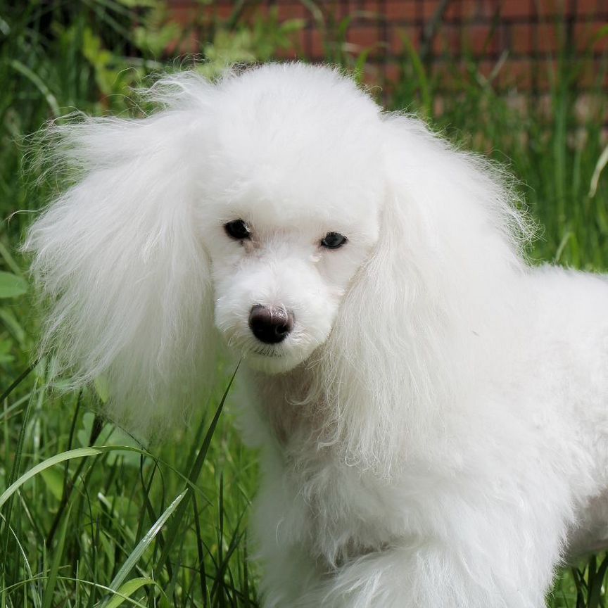 Продается той пудель