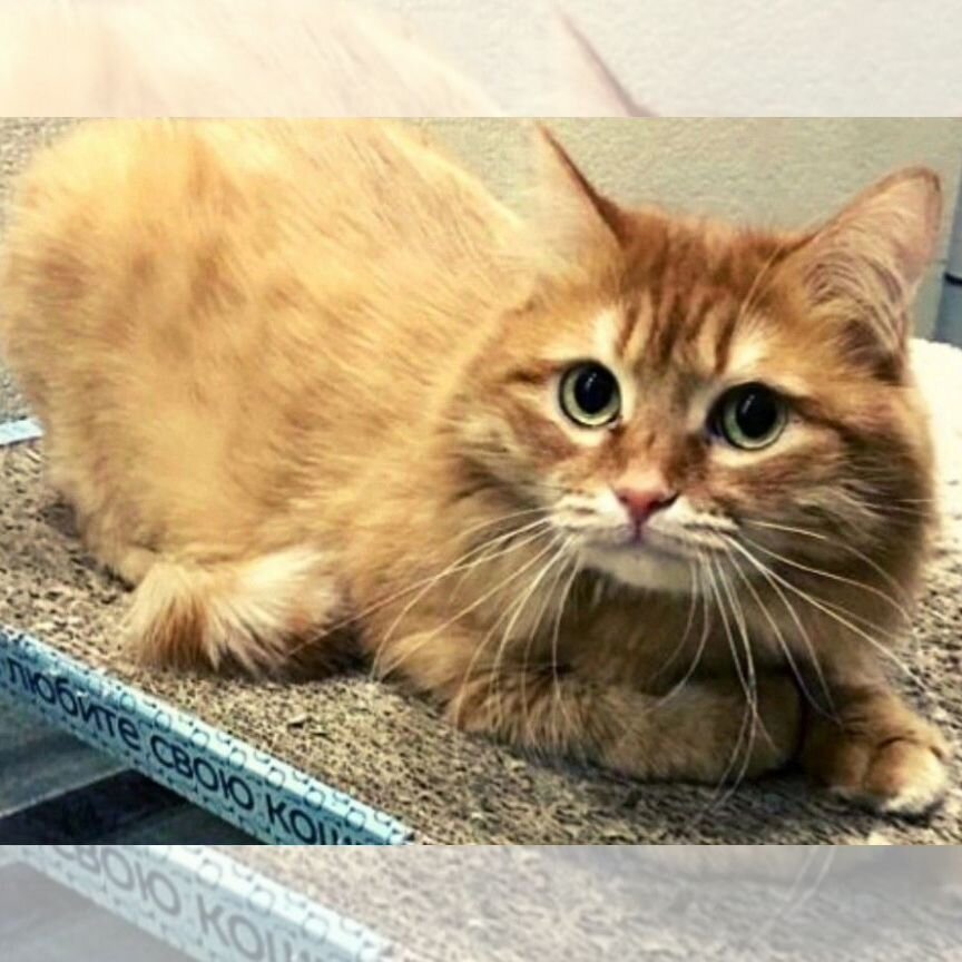 Пшеничка ищет семью