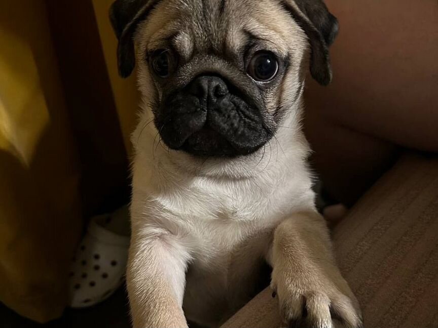Мопс