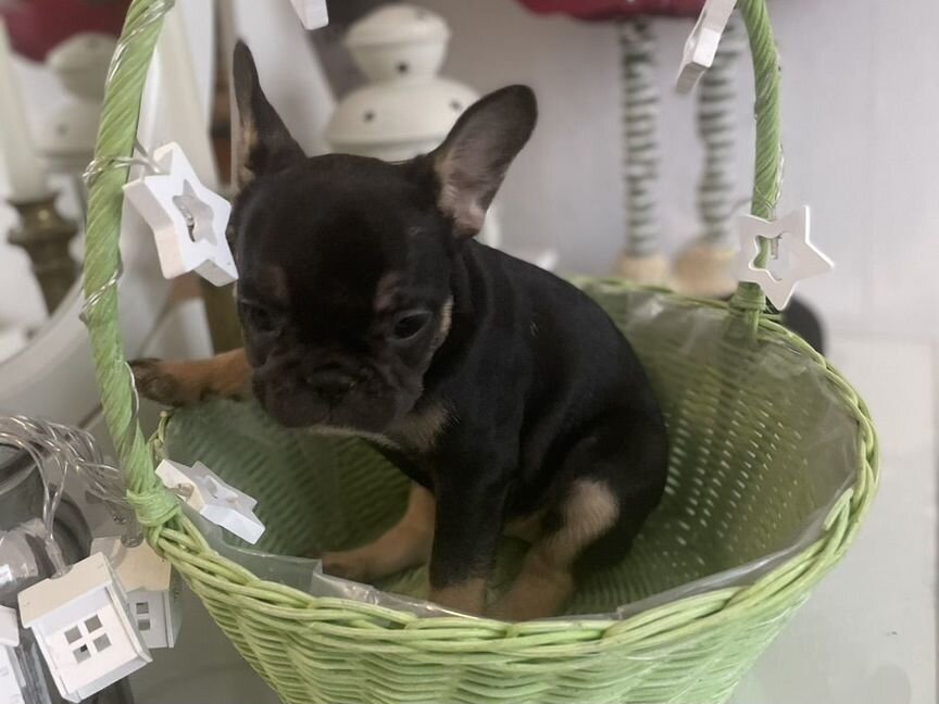 Французский бульдог щенки с документами