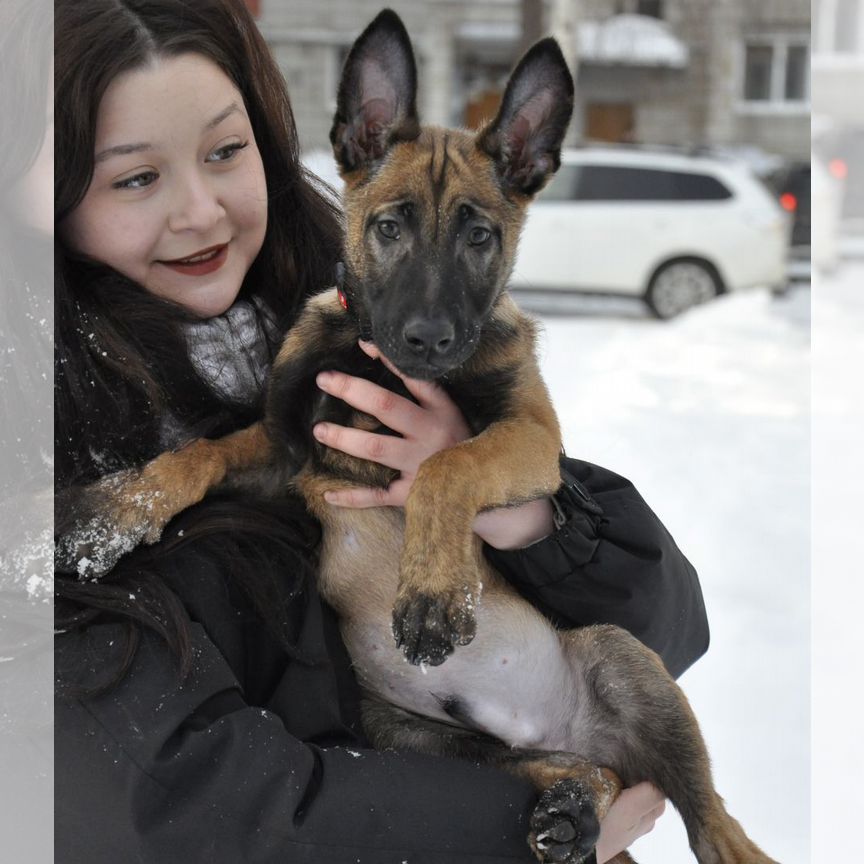 Бельгийская овчарка, щенок