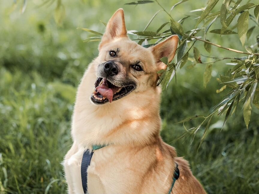 Собака из приюта в добрые руки