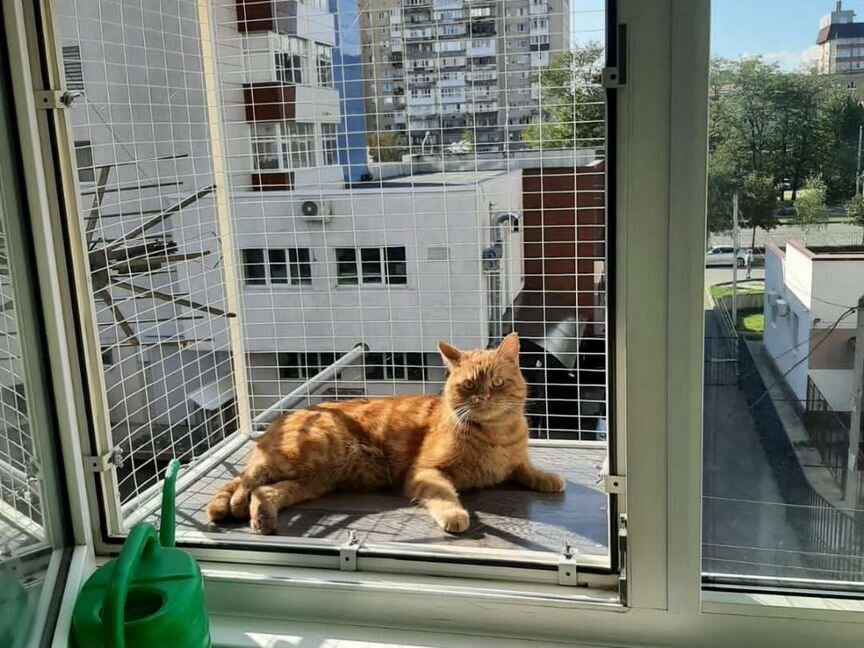 Балкон для кошки