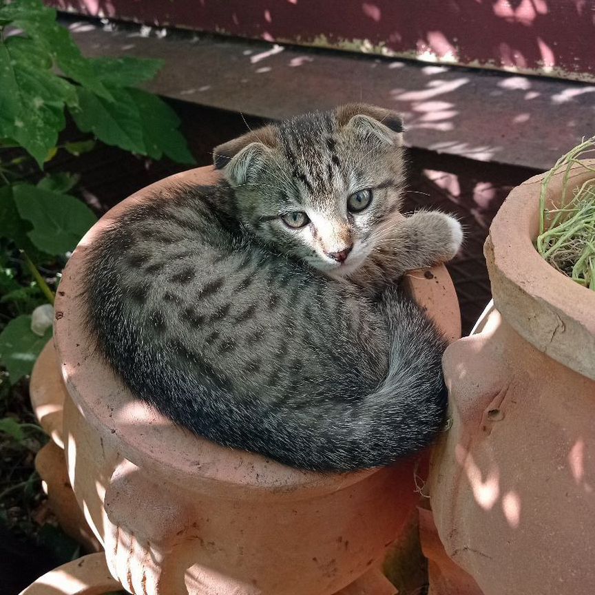 Шотландская вислоухая