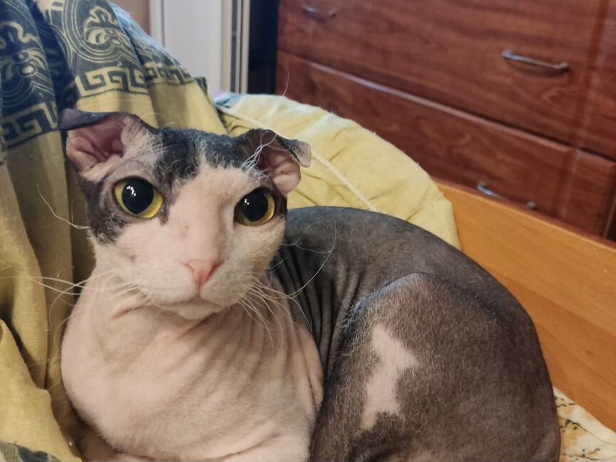 Кошка левкой