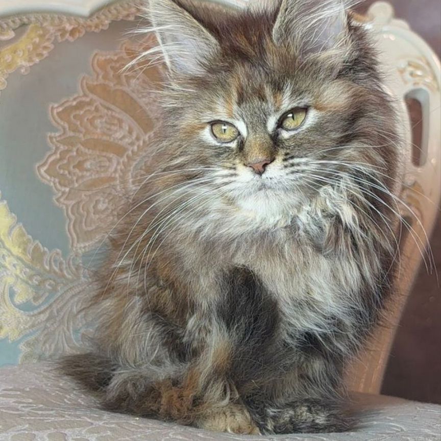 Мейн-кун полидакт