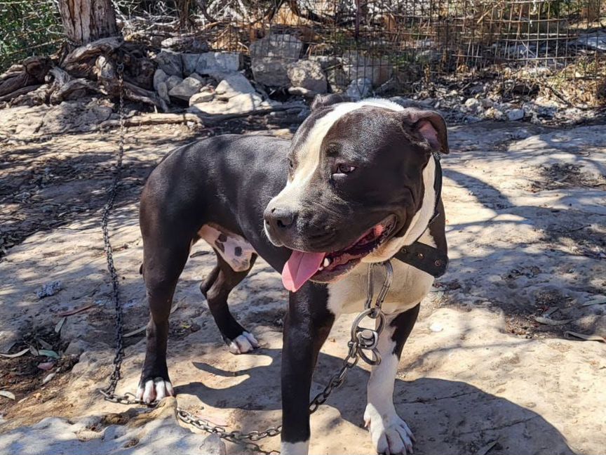 Собака в добрые руки отдам бесплатно