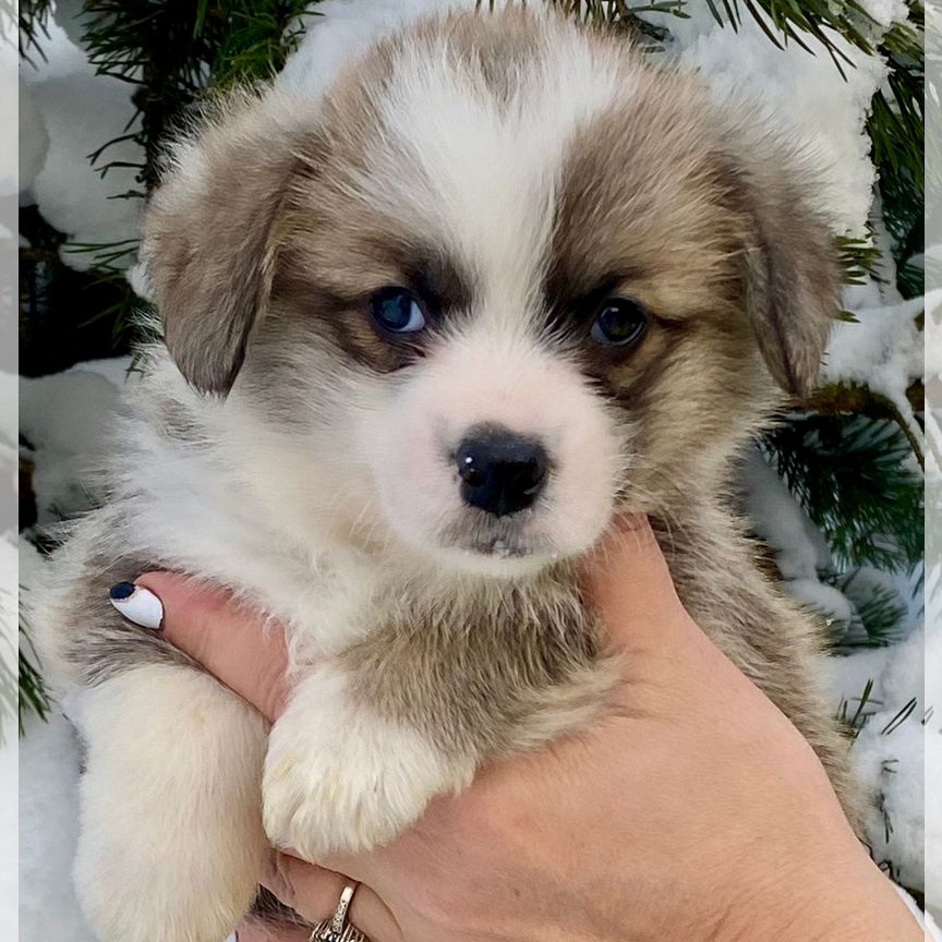 Вельш Корги Пемброк, щенок