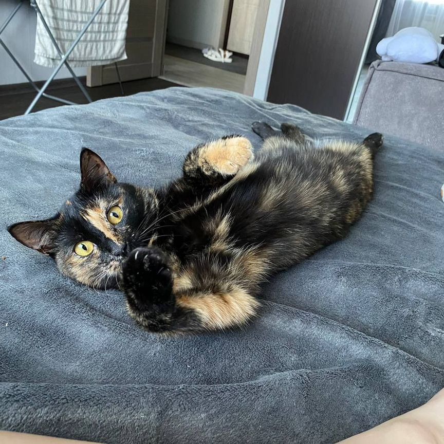 Кошка Юта