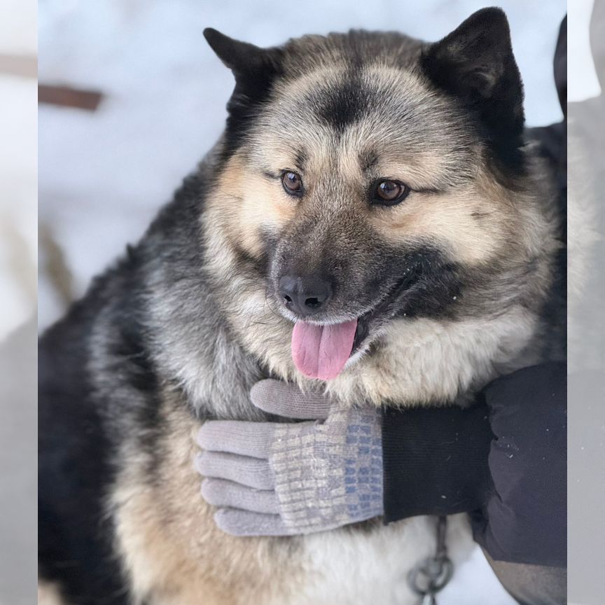 Взрослая собака в добрые руки