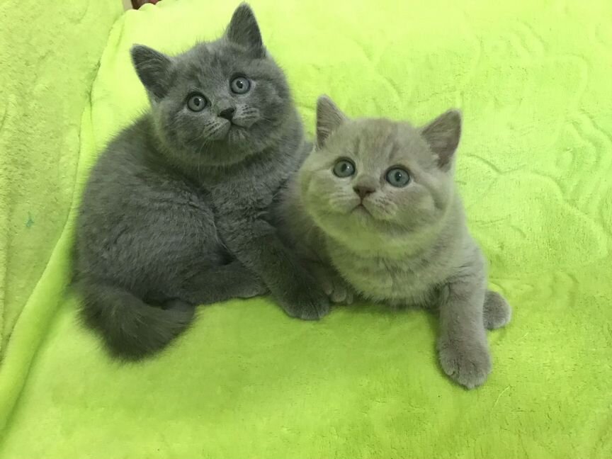 Британские голубые и лиловые