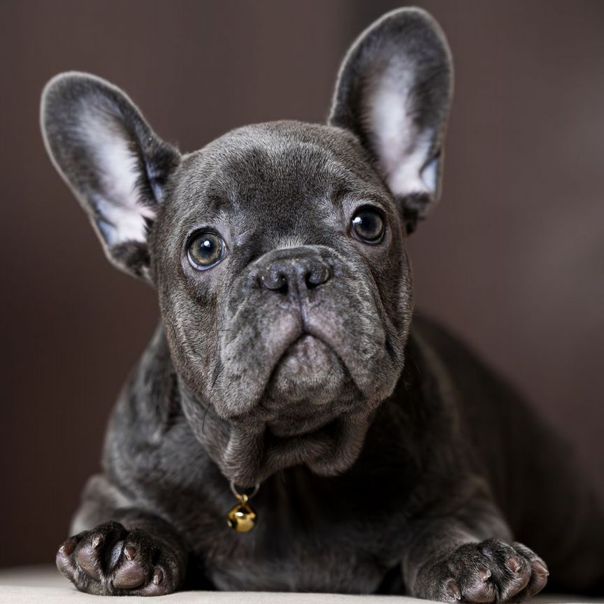 Французский бульдог, щенок