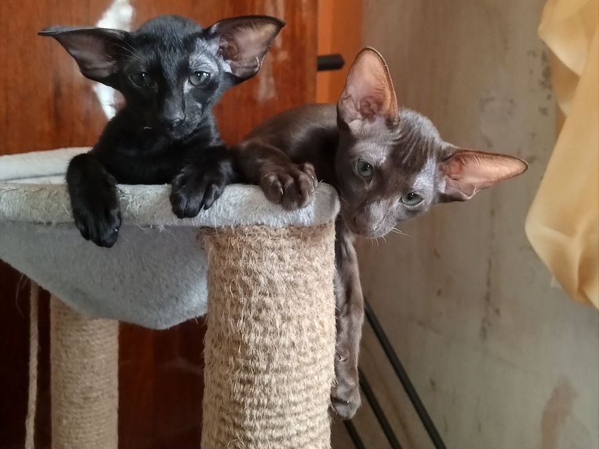 Зеленоглазые орики