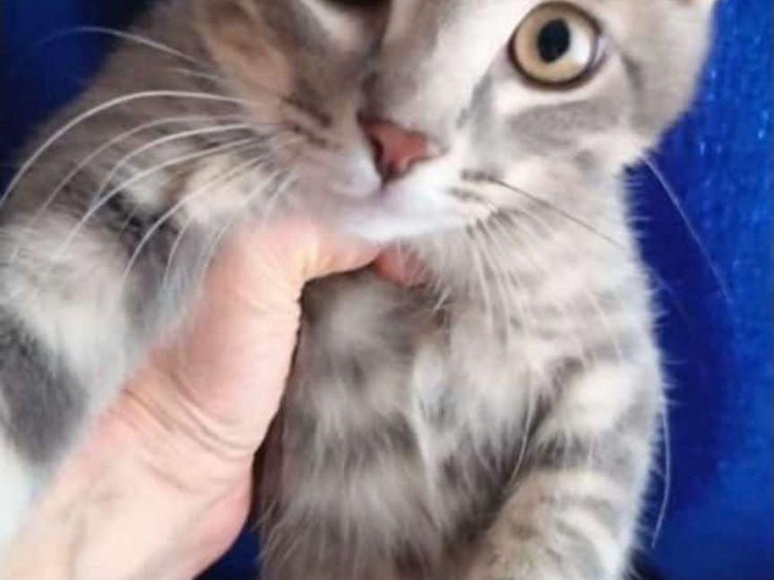 Котенок -мальчик