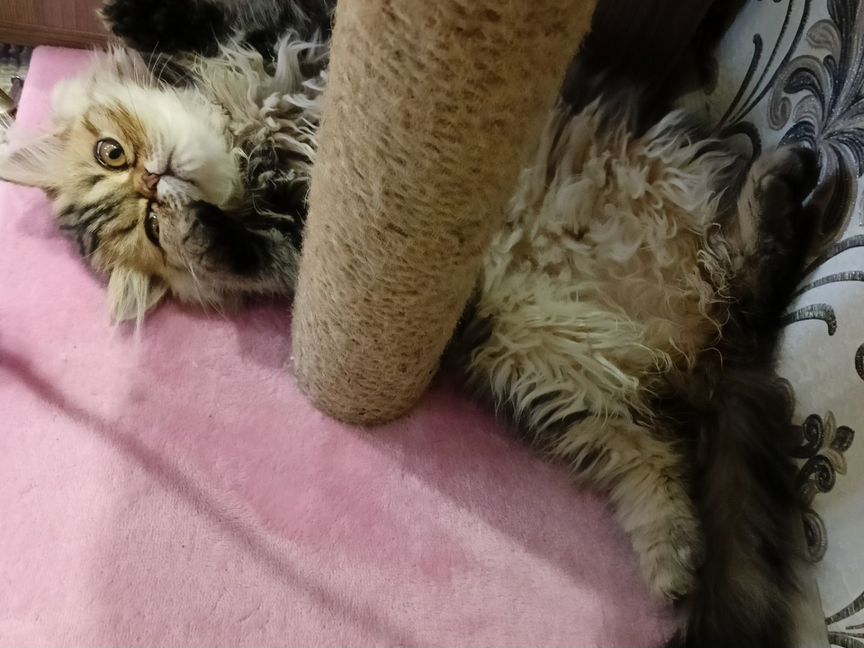 Экзотическая кошка