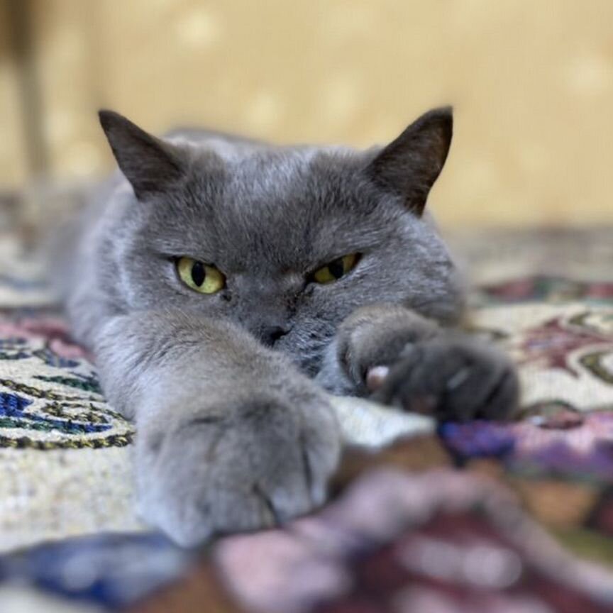 Добрая и ласковая кошка