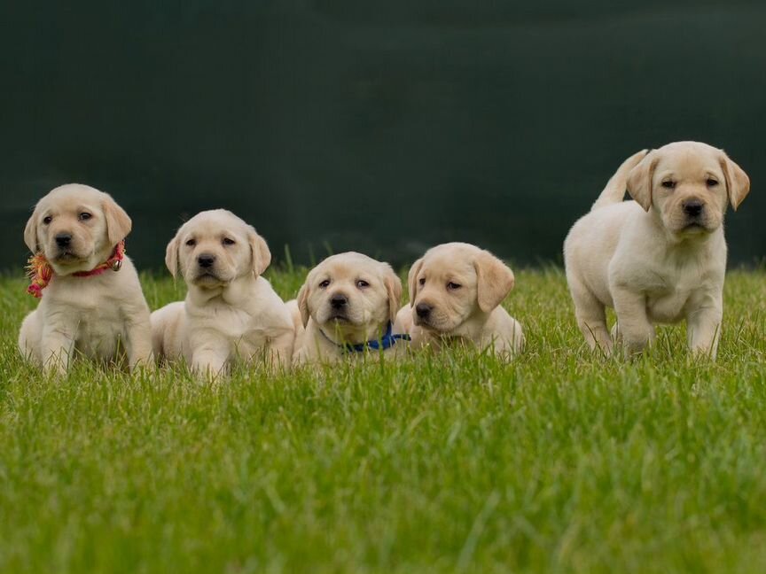 Палевые лабрадоры