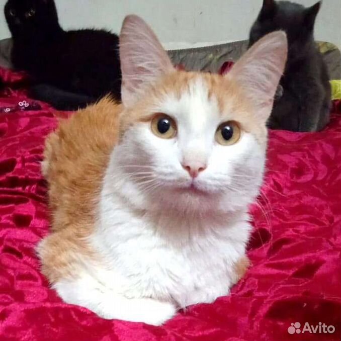 Рыже белый кот Митька ищет семью