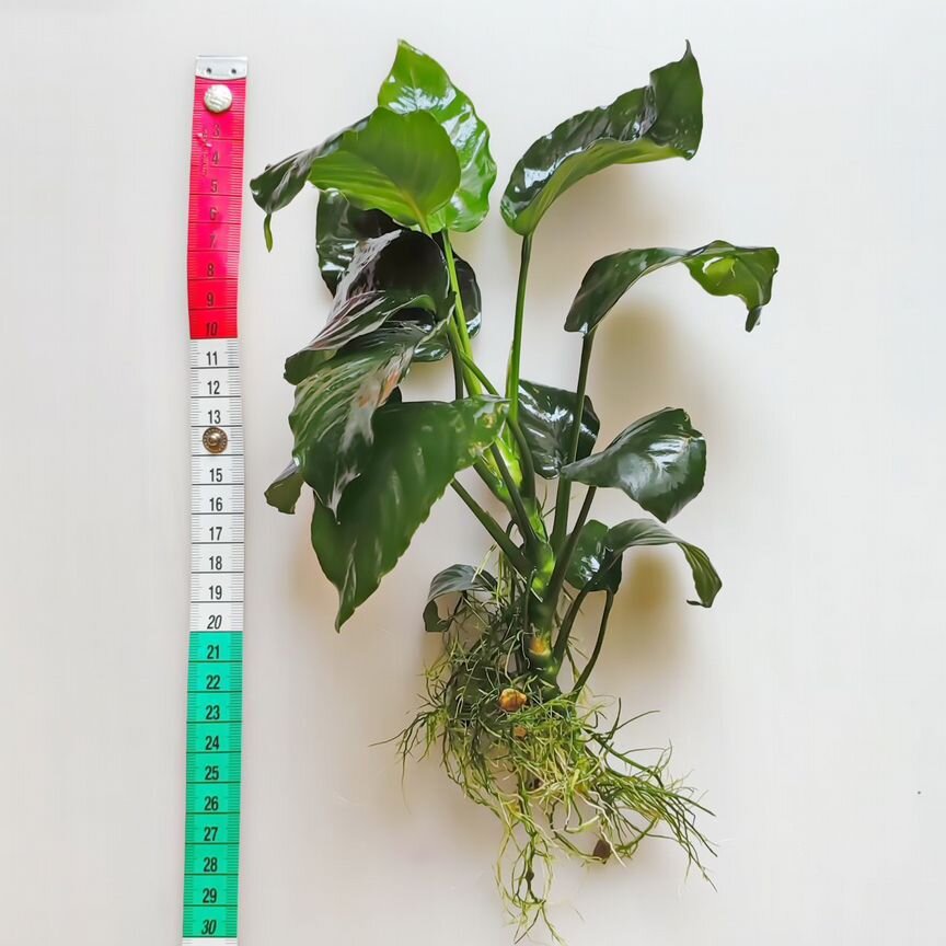 Аквариумные растения