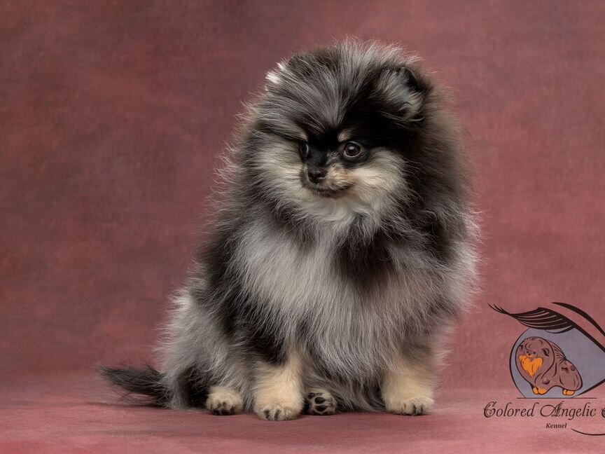 Померанский шпиц мини девочка