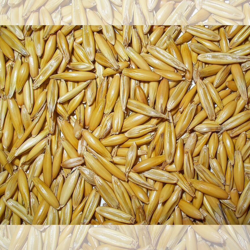 Овес в мешках