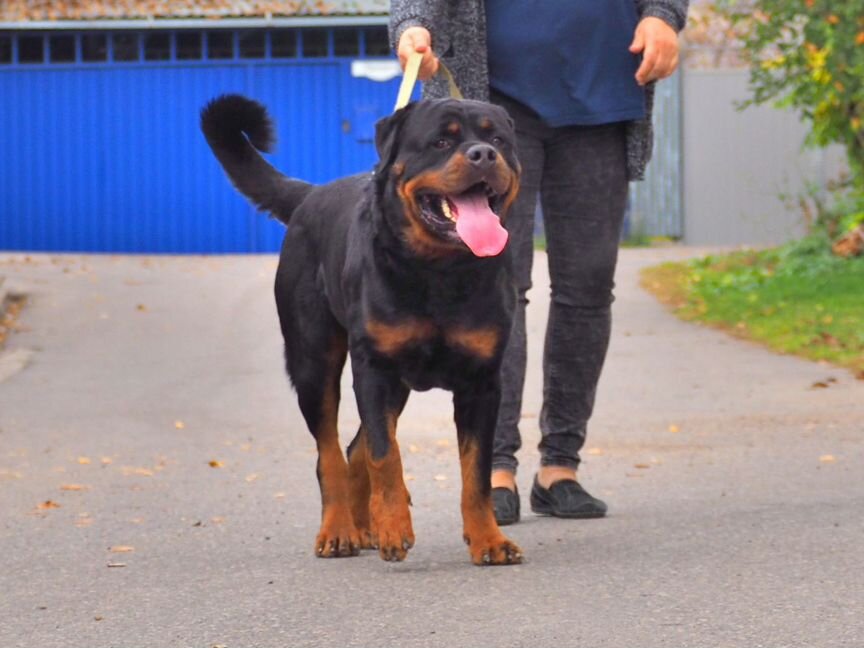 Щенки ротвейлера (бронь)