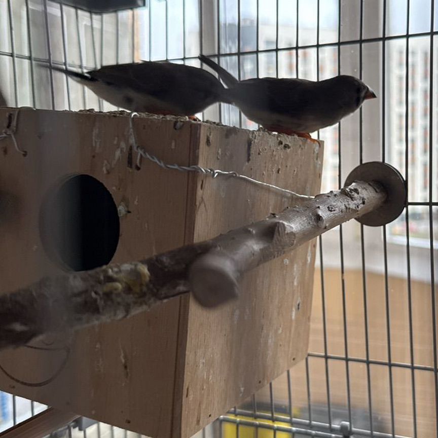 Зебровые амадины 3самочки и 1 самец