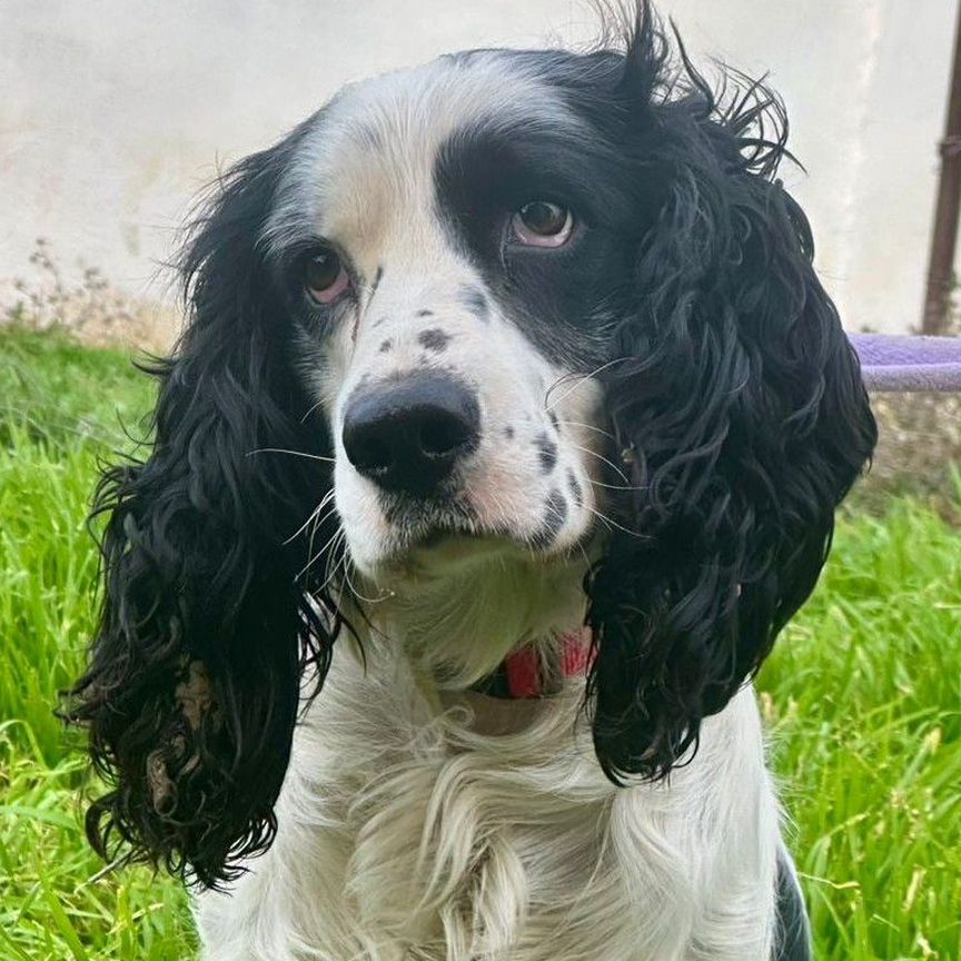 Русский охотничий спаниель, взрослый пёс