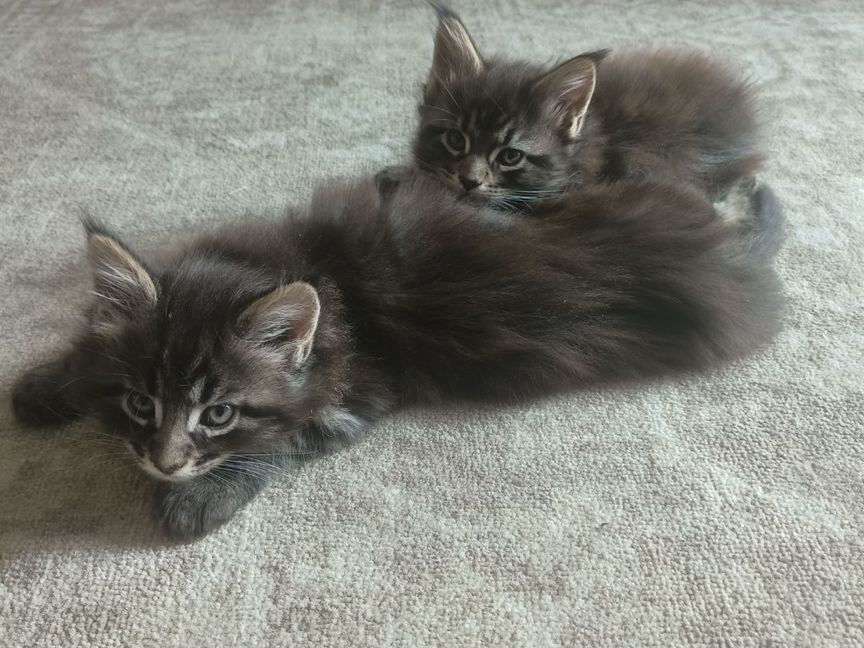 Котята мейн-кун