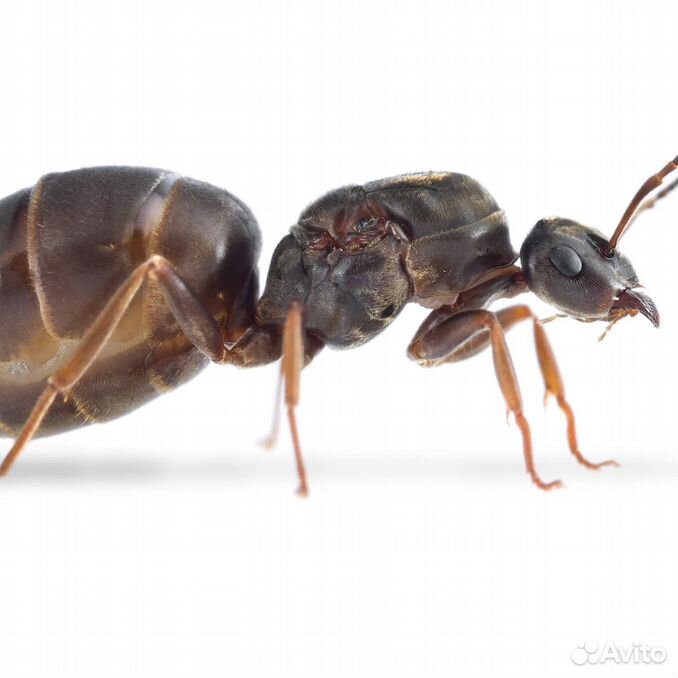 Муравьиная матка Lasius niger