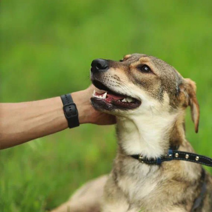 Собаки из приюта: Лиза в добрые руки
