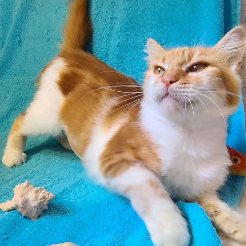 Кошка в дар