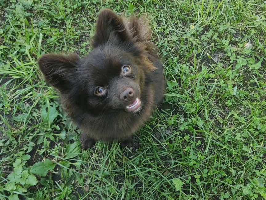 Померанский щпиц