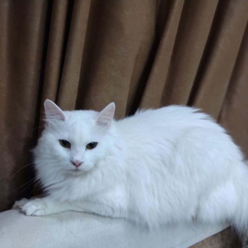 Кошка Курильский бобтейл
