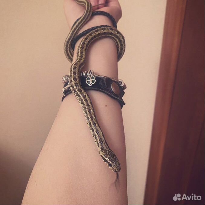 Узорчатый полоз Змея С террариумом