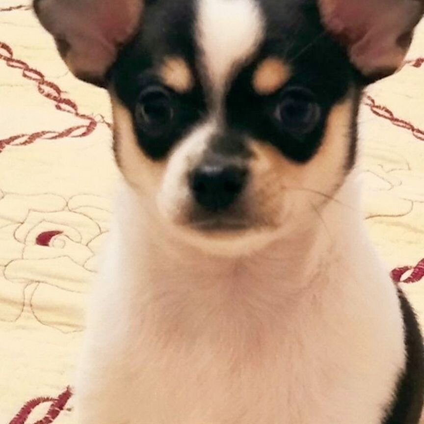 Чихуахуа мальчик окрас биколлор