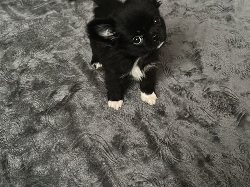 Кукольные мини малыши чихуахуа