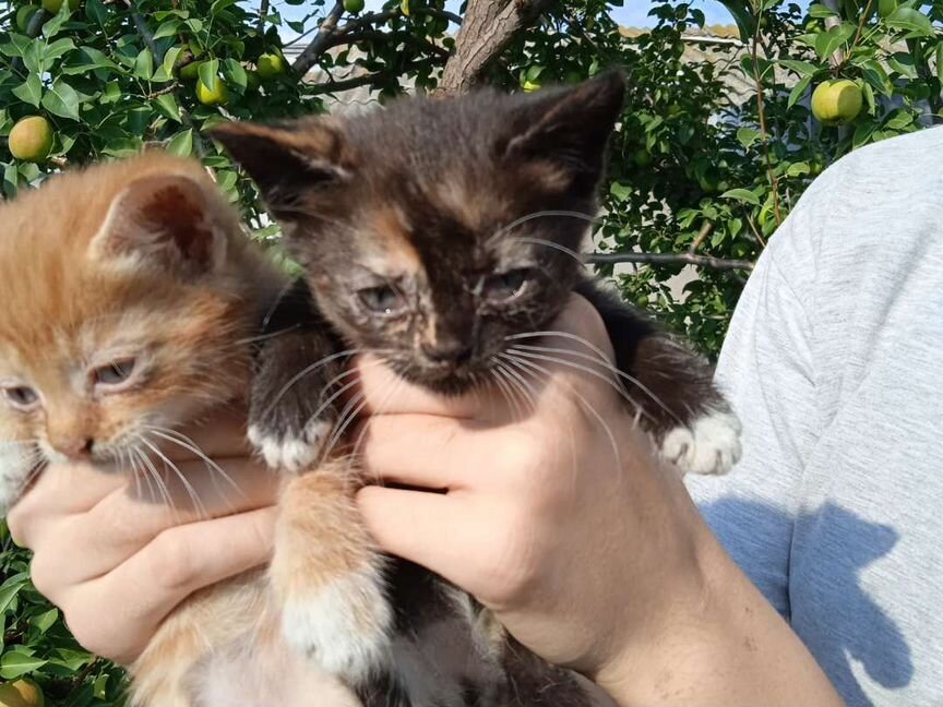 Котята в добрые руки