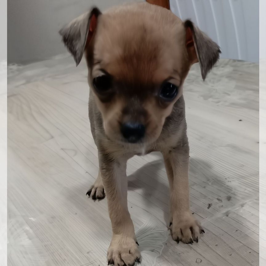 Русский той-терьер, щенок