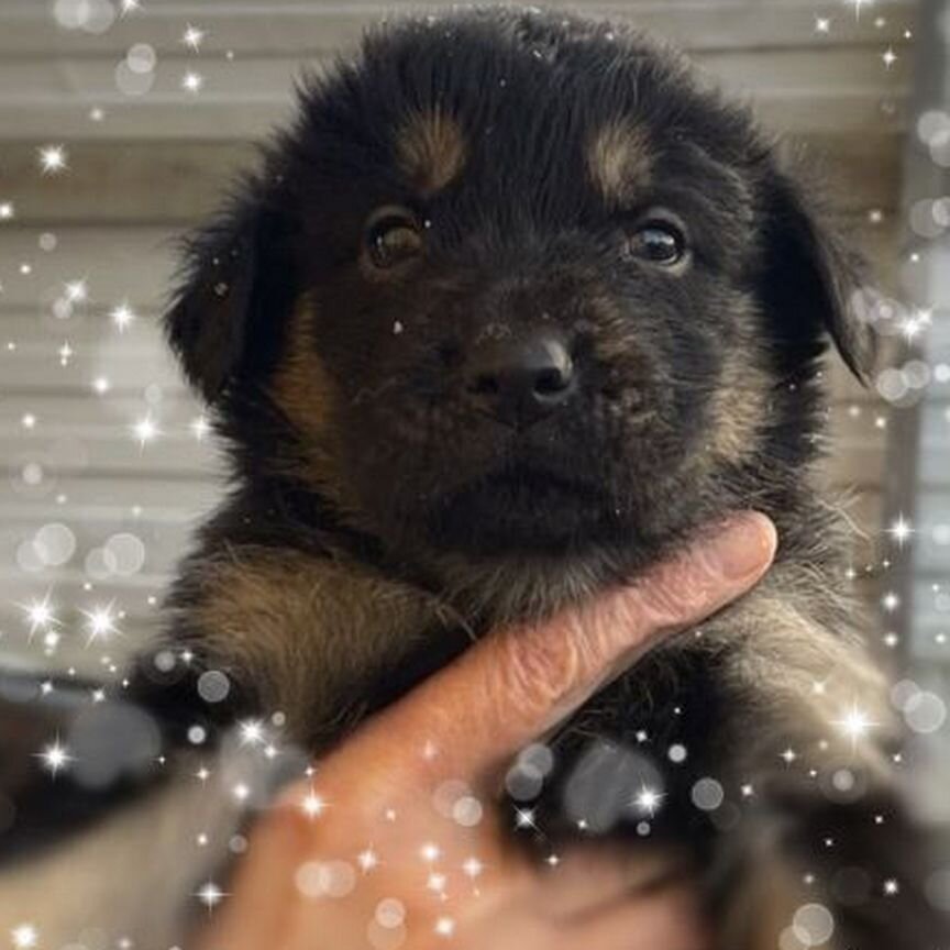 Щенок в добрые руки