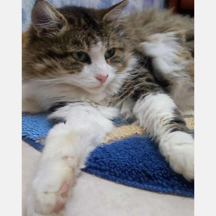 Кошечка с характером