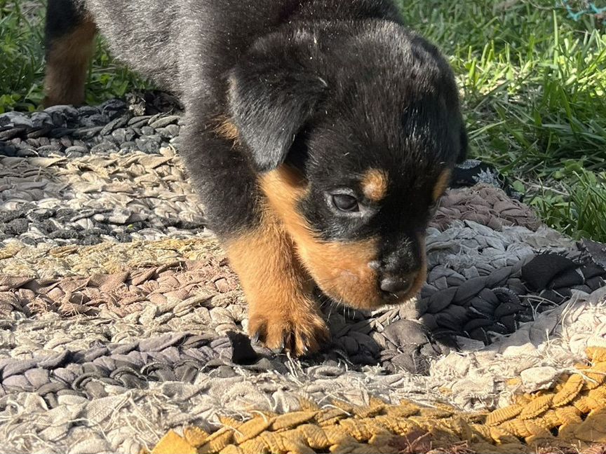 Щенки ротвейлера