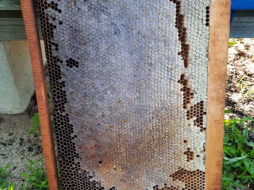 Медовые рамки и сушь